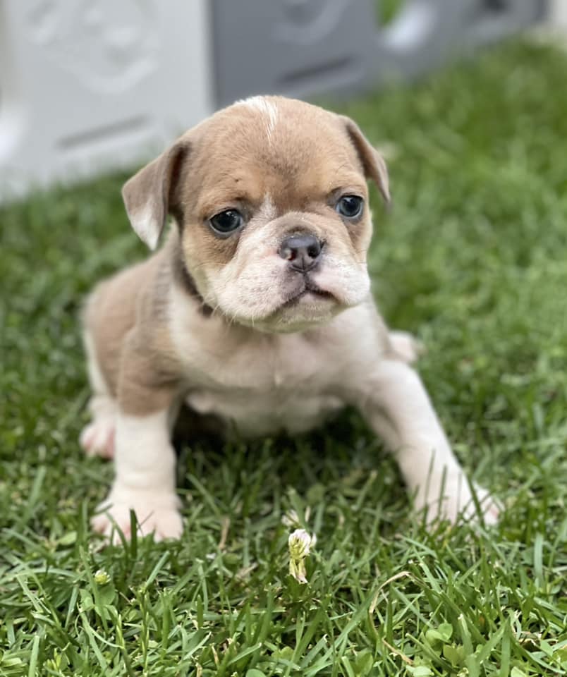 Chiots